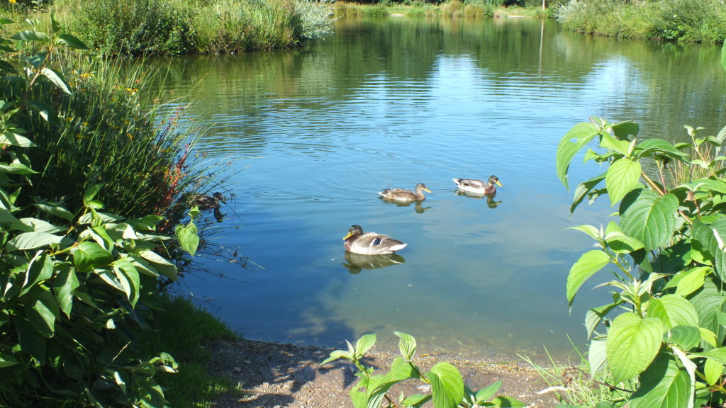 Map of white acres | White Acres Holiday Homes. Com