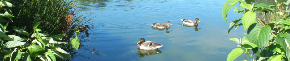 Map of white acresWhite Acres Holiday Homes